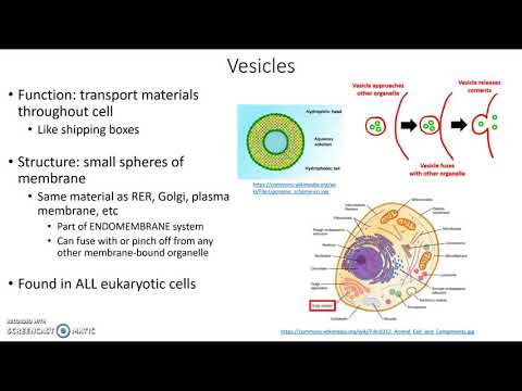 Vesicles