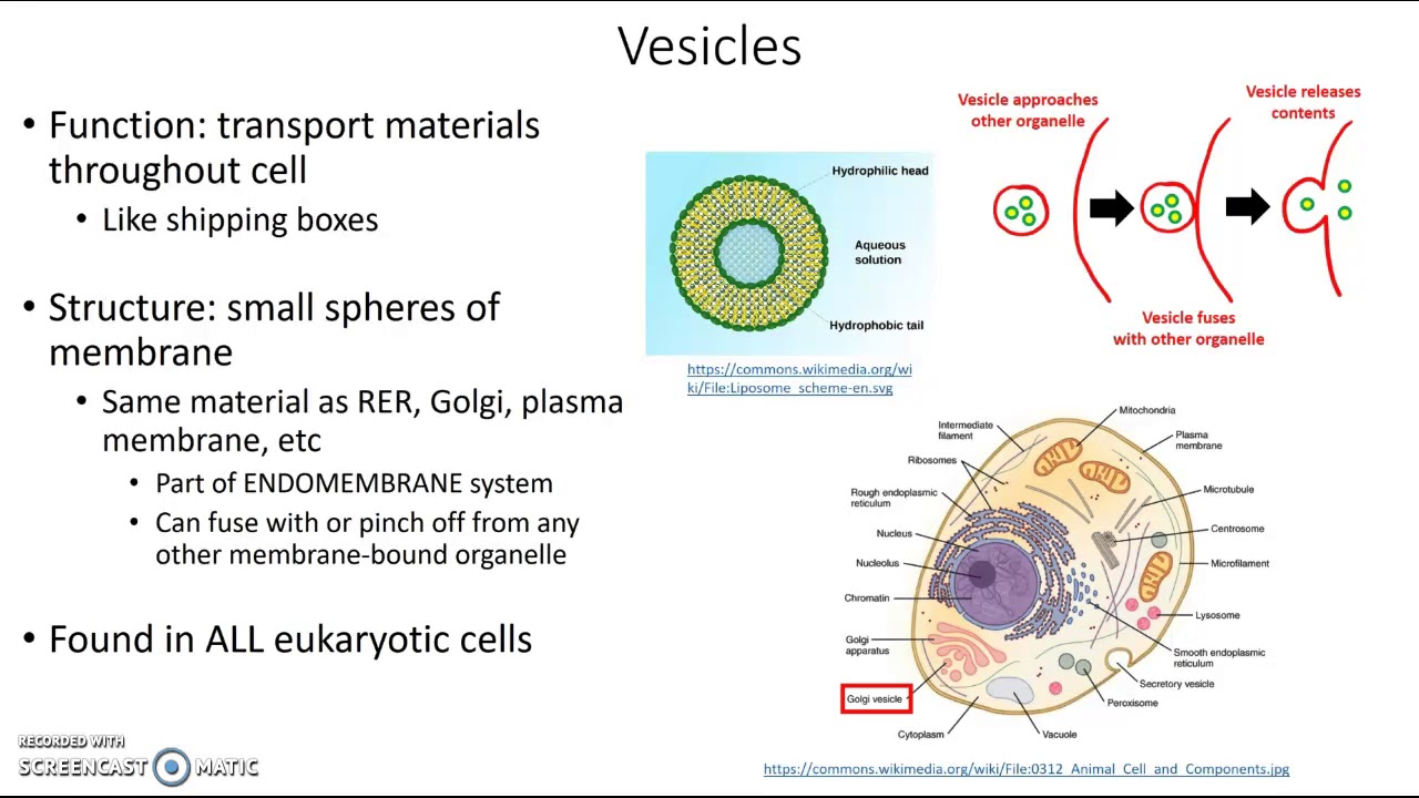 Vesicles