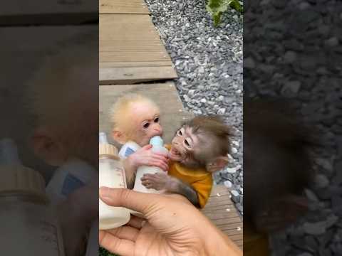 Two Baby Monkeys Fought Over a Bottle… Then Both Started Crying!