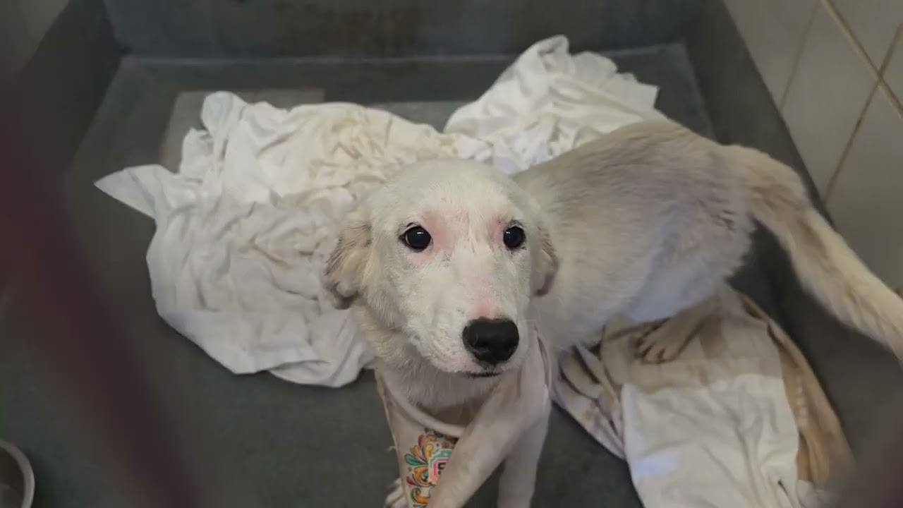 Acs A806835