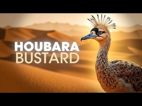 Survivor of the Sands: The Houbara Bustard Story