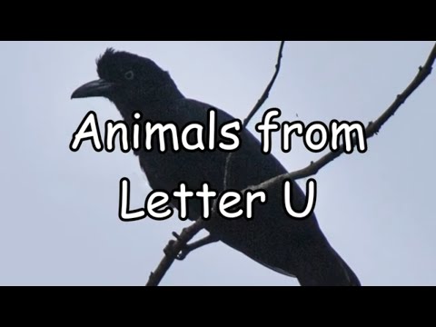 U Letter Animals