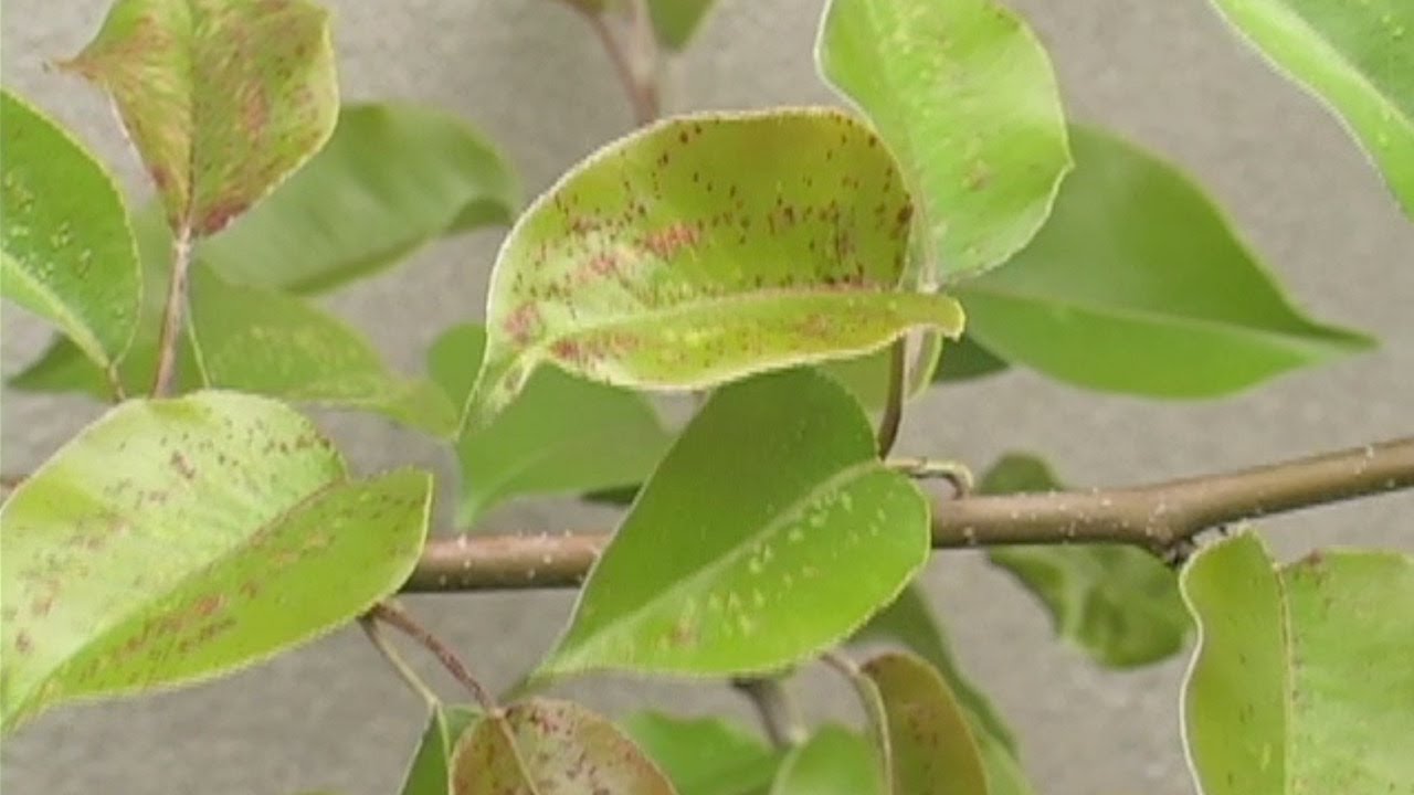 Tips for Caring for Your Trees