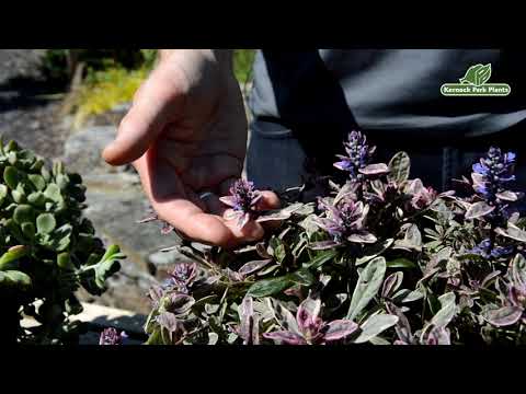 Ajuga tenorii 'Princess Nadia' - Alpines and Small Plants - Kernock Park Plants 2021 Introductions