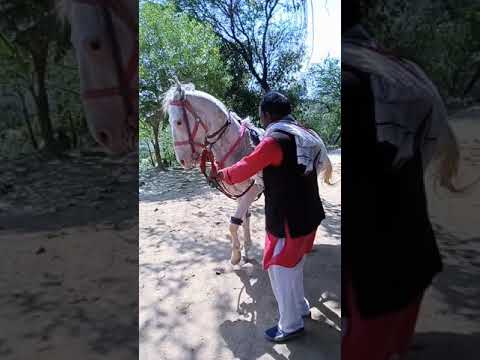 Vishal Singh Rajput horse training 8853303859