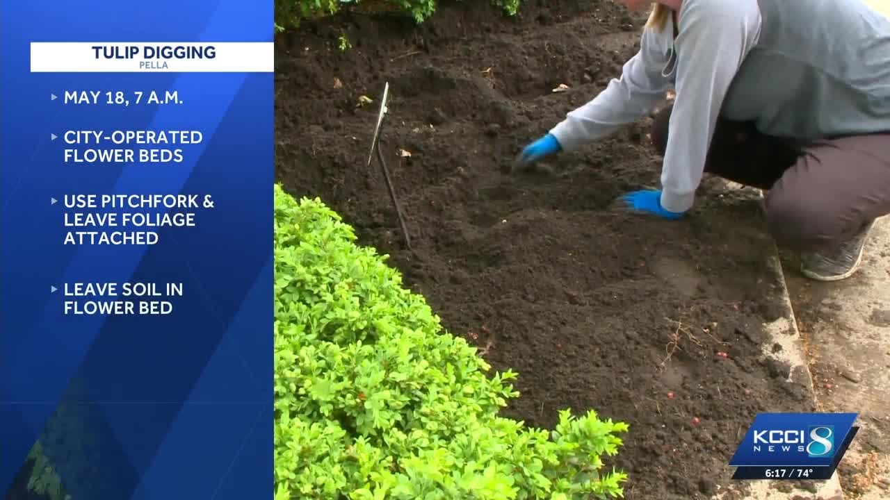 Pella sets date for tulip digging