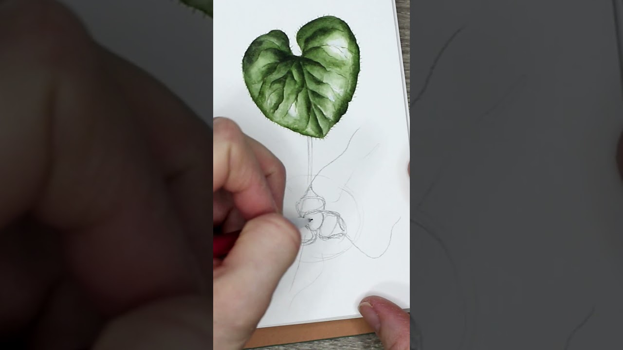 Botanical Drawing Tip #botanicaldrawing #naturejournal #botanicalart #watercolor #drawingtutorial