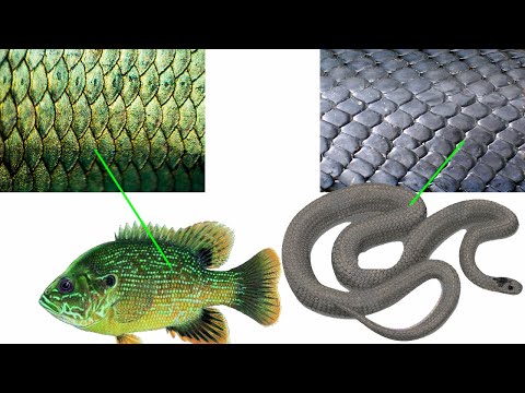 American Sign Language ASL Video Dictionary - scale