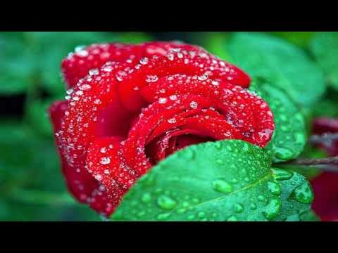 How is dew formed Urdu Subtitles