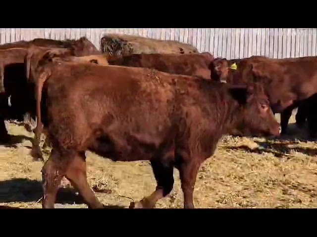 Premium Red Angus X Bred Heifers | Livestock | Winnipeg | Kijiji