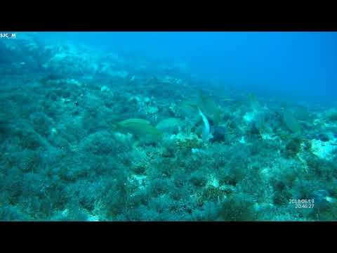 salema porgy