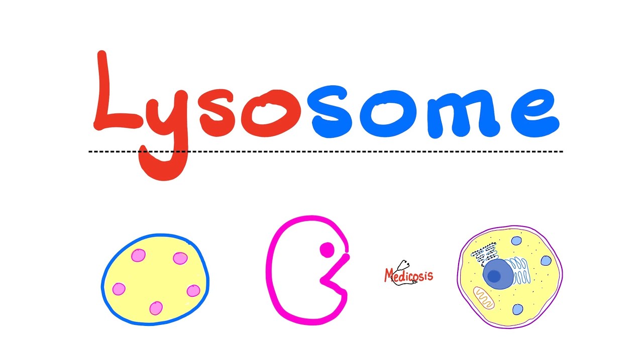 The Lysosome - Lord of Destruction - Hydrolytic Enzyme - Cell Organelles - Cell Biology& Physiology 