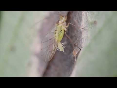 Aphid giving birth | earthstar