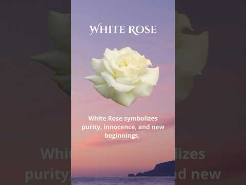 White Rose July Birth Month Meaning symbolizes purity, innocence, and new beginnings.🤍Click link