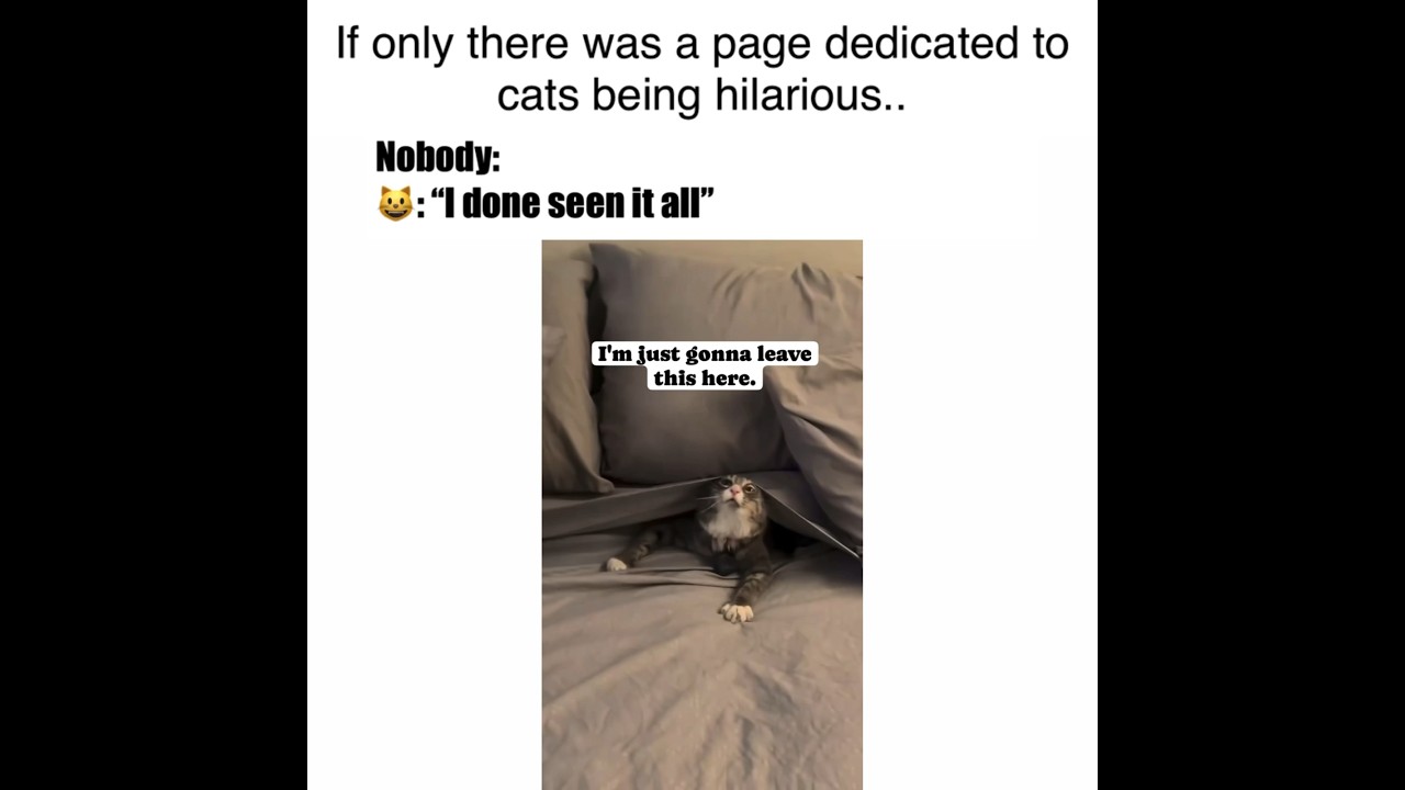 I’ll just leave this here🤭 #cat