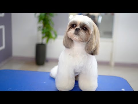 I´m the most handsome shih tzu!! ✂️❤️🐶 Do you agree?