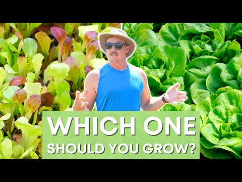 What Type of Lettuce is the Easiest to Grow?