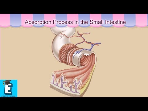 Absorption Process in the Small Intestine Learn for Children and Kids | EDUKID Learning