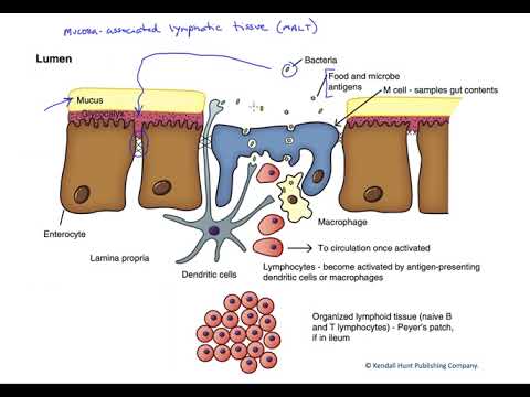 Mucosa associated lymphatic tissue