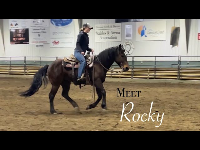 Family Safe Gelding | Horses & Ponies for Rehoming | Grande Prairie ...