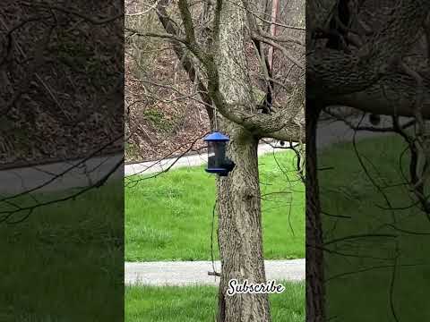 Common Grackle #bird #birdwatching #wildlife #birdfeeder #pennsylvania