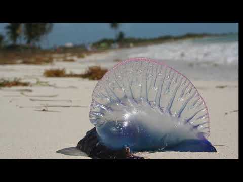 Facts: The Portuguese Man of War