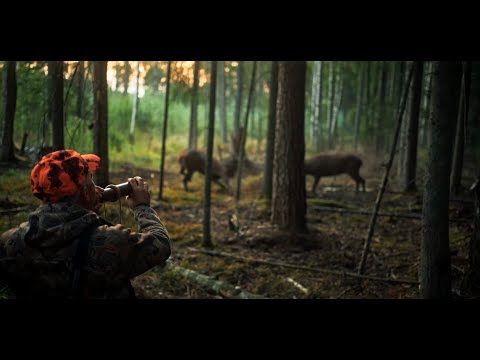 Invitation to European Red Stag Calling Championship 2025 | Raudonė Castle