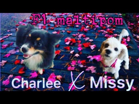 Maltipom puppies are here #maltipom #maltese #pomeranian