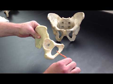 Ischium