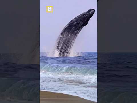 AMAZING MOMENT!! Giant Humpback Whale Jumps and Hits the Water #animals #foryou #humpbackwhale