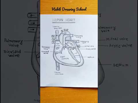 Heart Diagram - Very Easy #shorts #drawing #art