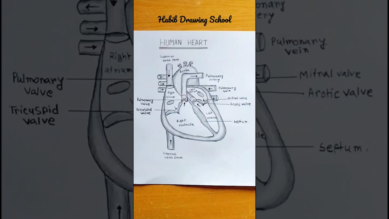 Heart Diagram - Very Easy #shorts #drawing #art