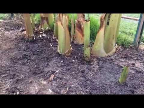 High Density Espalier Gardener - Bananas 05-07-15 Update - Nam Wah Pup