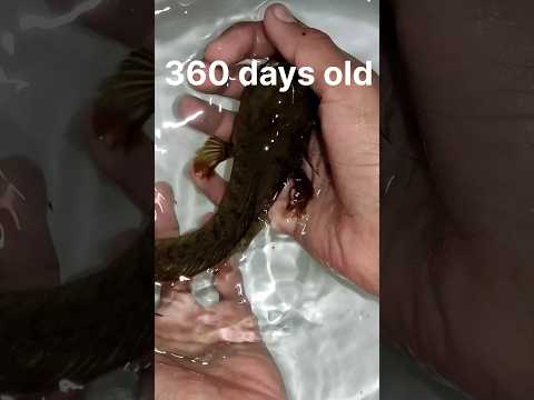 Wild snakehead Channa fish 30 days to 360 days old time-lapse