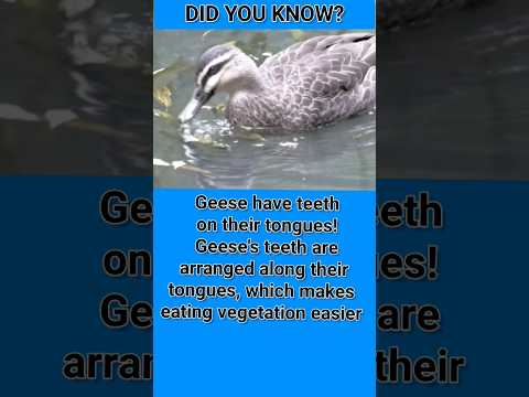 Did you know? Geese have teeth on their tongues! #wildlife #geese π³