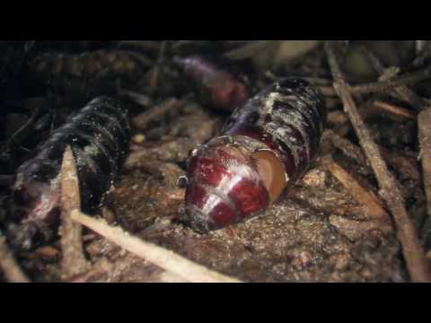 Maggot to Fly Transformation