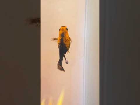 Molly fish giving birth. #shorts #short #viral #trending #fish #molly #breeding