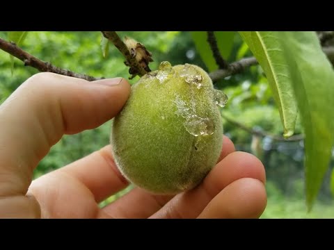 Protecting Peaches From Bugs Without Spraying