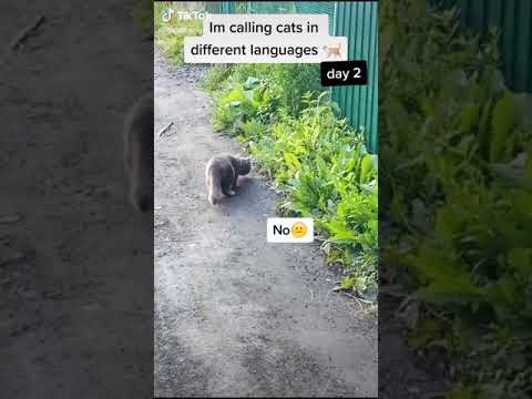 STARDENBURDENHARDENBART day2 Cat Calling in different languages (German always works)