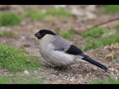 Azores Bullfinch - Priolo - Azorengoudvink - Pyrrhula murina