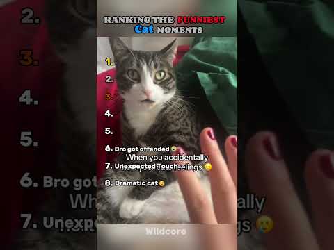 Ranking The Funniest Cat Moments