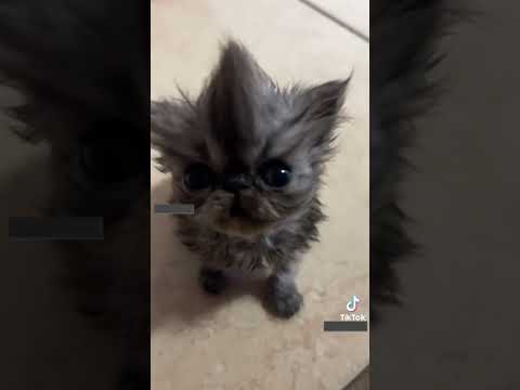 Kevinβs new style π₯Ήπ«Άπ» ( credits to kevinpreistlyyy, on TikTok)
