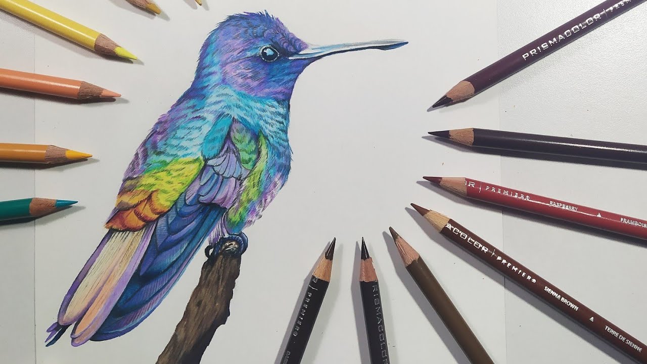 🖌️ Dibujo de COLIBRÍ / Dibujo Rápido / Speed Drawing / Drawing a hummingbird