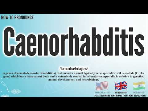 Caenorhabditis Pronunciation | How to Pronounce (say) Caenorhabditis CORRECTLY | Meaning Definition