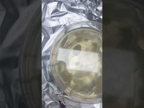 Petri dish growing bacteria 