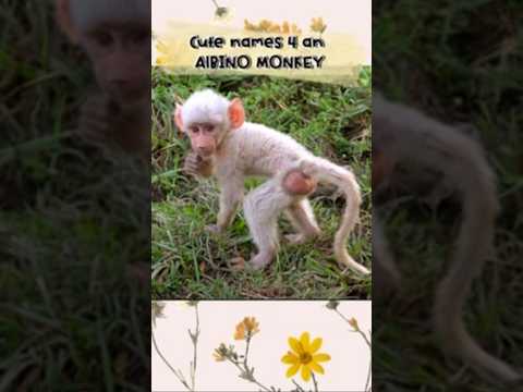 Cute Names For An Albino Monkey!!🙉🤩🐒 #roblox #adoptme #shorts