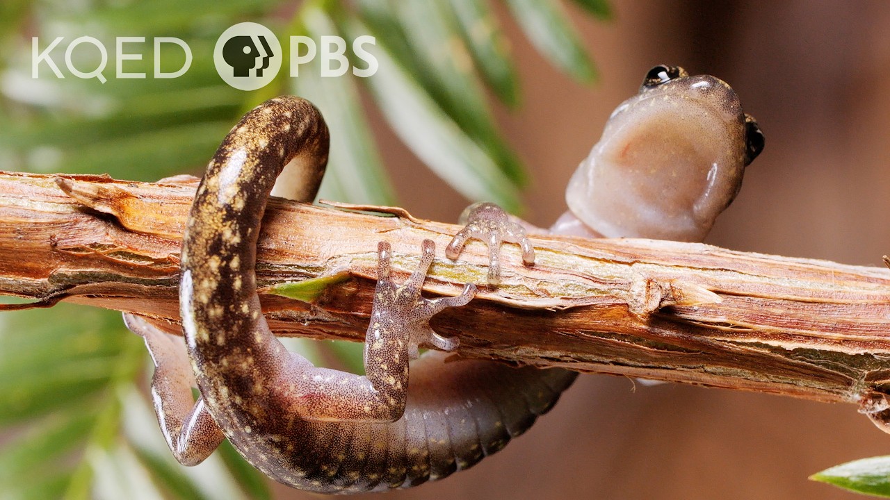 Watch Salamanders Skydive! | Deep Look
