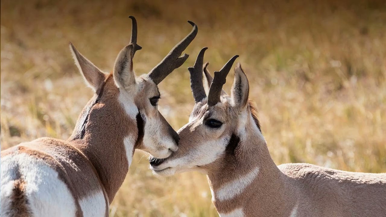 5 curious facts about pronghorns!!!