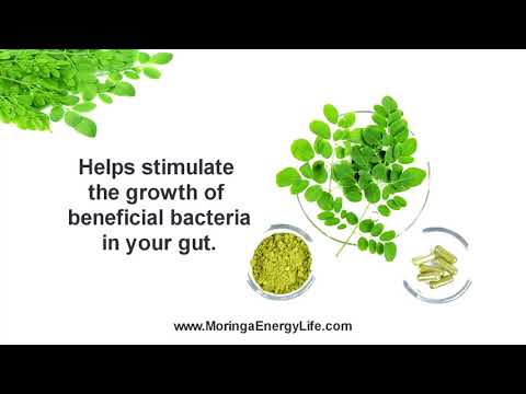 Moringa Powder Benefits for Organic Energy and Nutrients for Green Protein