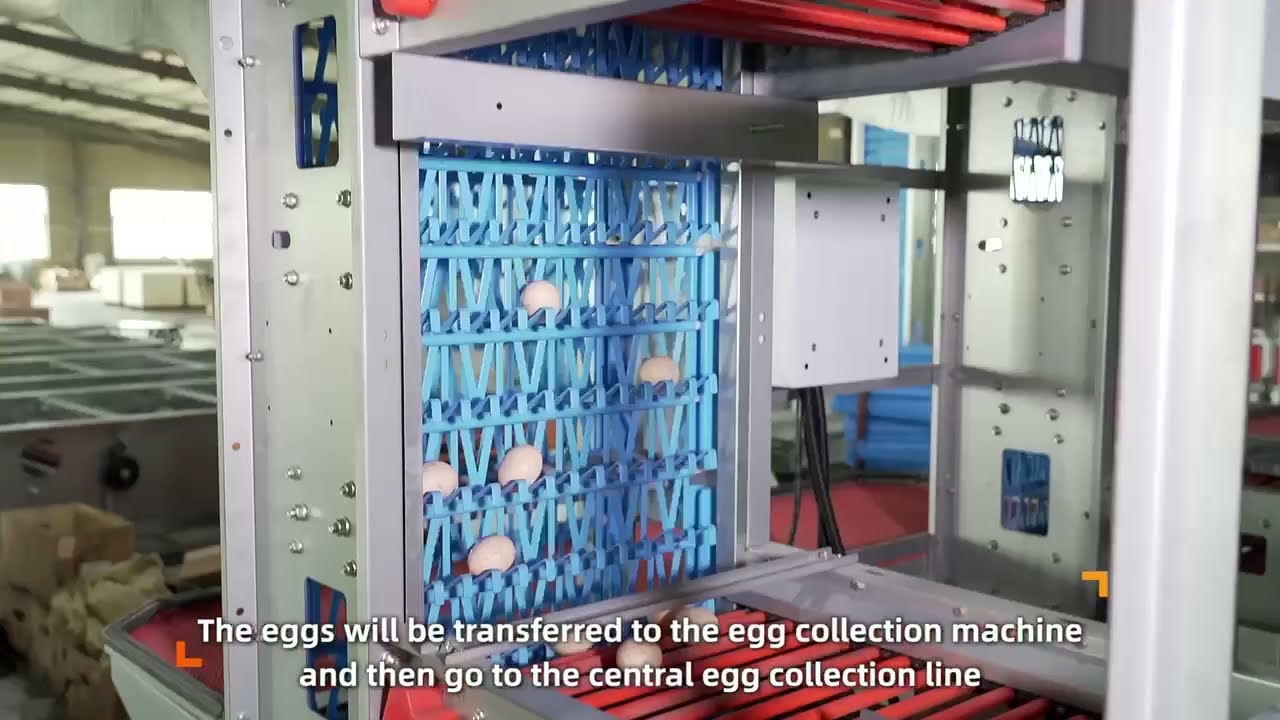 H Type Automatic Egg Layer Cages For Sale
